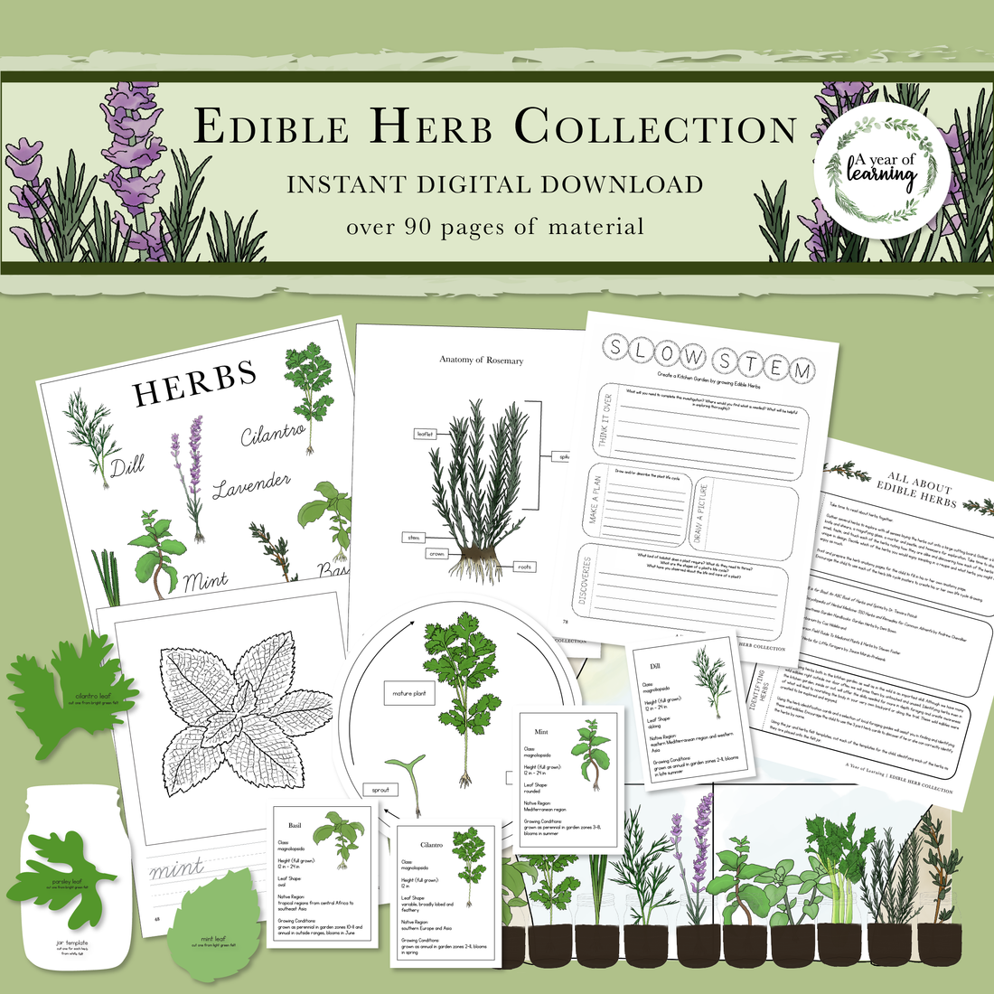 Edible Herb Collection – A Year of Learning